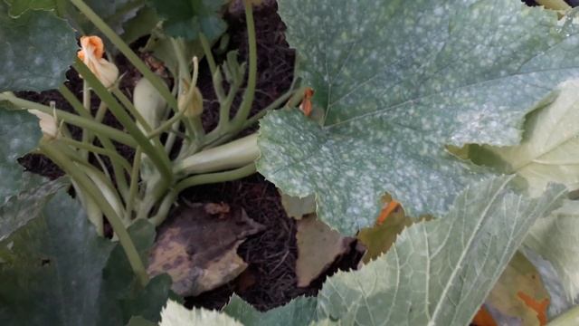 Отличный сорт белого  кабачка. Белогор. Долго хранится