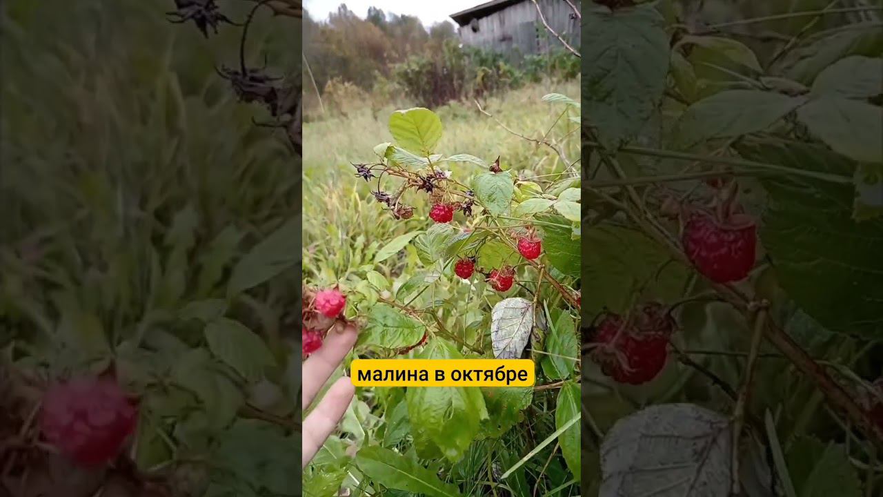 Малина в октябре плодоносит. Собираю сладкие ягоды #дача #малина #ягоды