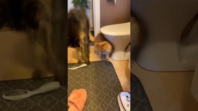 Смешные котики1