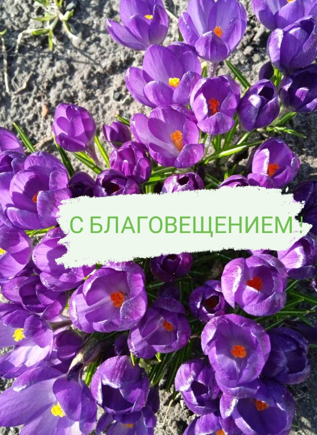 С БЛАГОВЕЩЕНИЕМ !