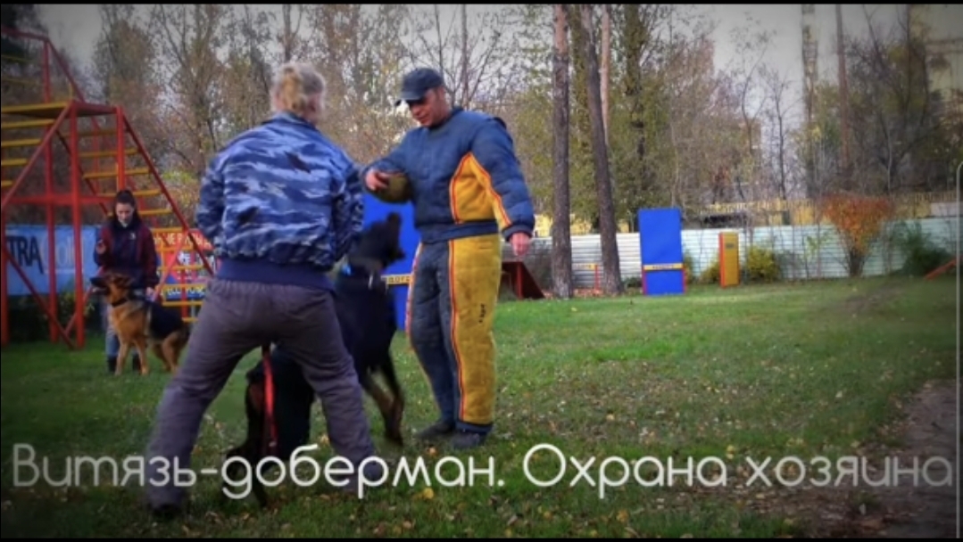 Охрана хозяина.
Доберман Витязь