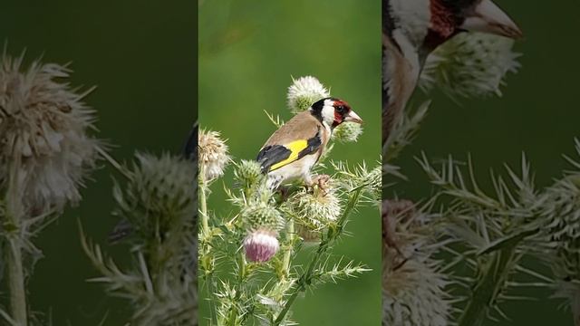 Черноголовый щегол