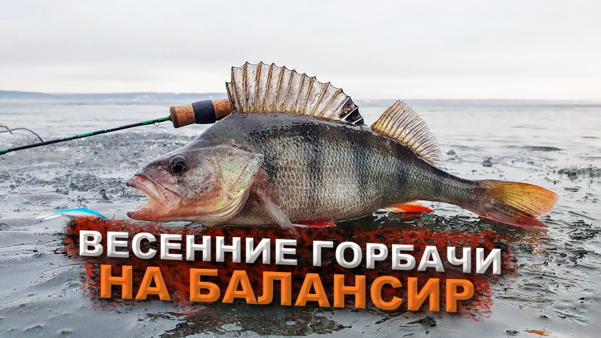 ГОРБАЧИ НА БАЛАНСИР || Ловля весеннего окуня