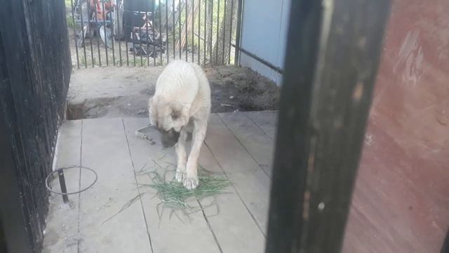 Трудные времена, переходим на траву.