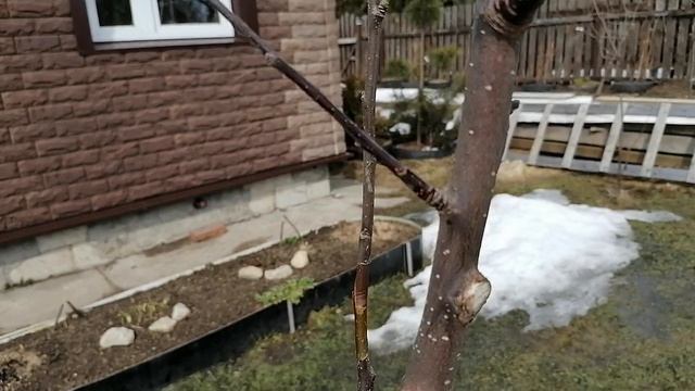 Срезы на привое и на подвое. Прививаю  яблоню 09.04.2022
