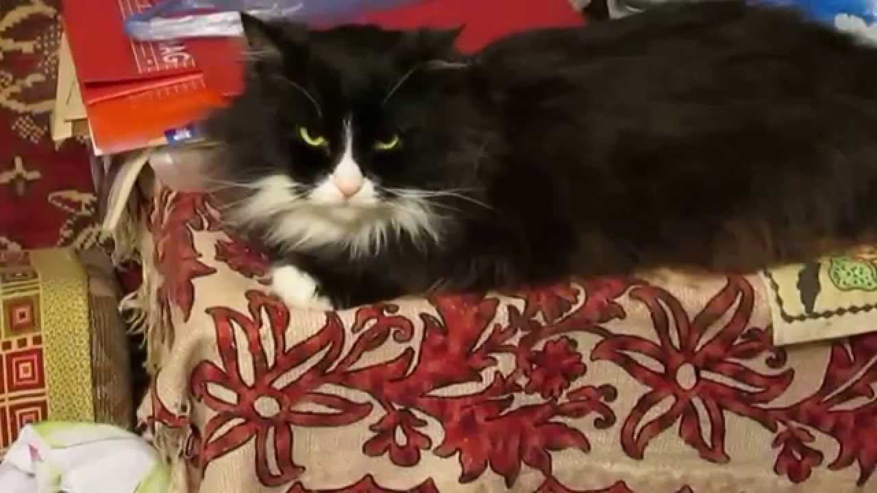 видео 2 Мурик№3