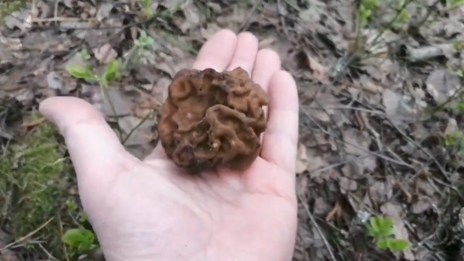 Дары весеннего леса.🌲🌳🌲