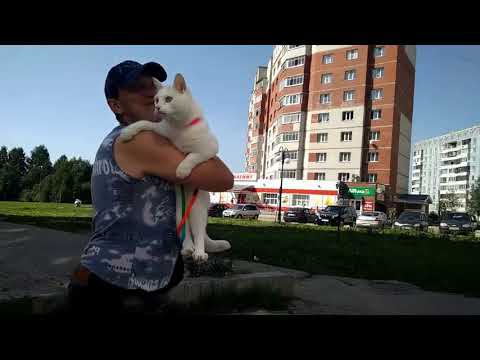 Ловим солнечные дни, гуляем с нашим любимцем Пломбиром