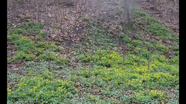 Шум дождя для релакса и медитации