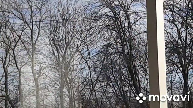 Ул. Тенистая. Елочный базар. Уборка зарослей. Белки..mp4