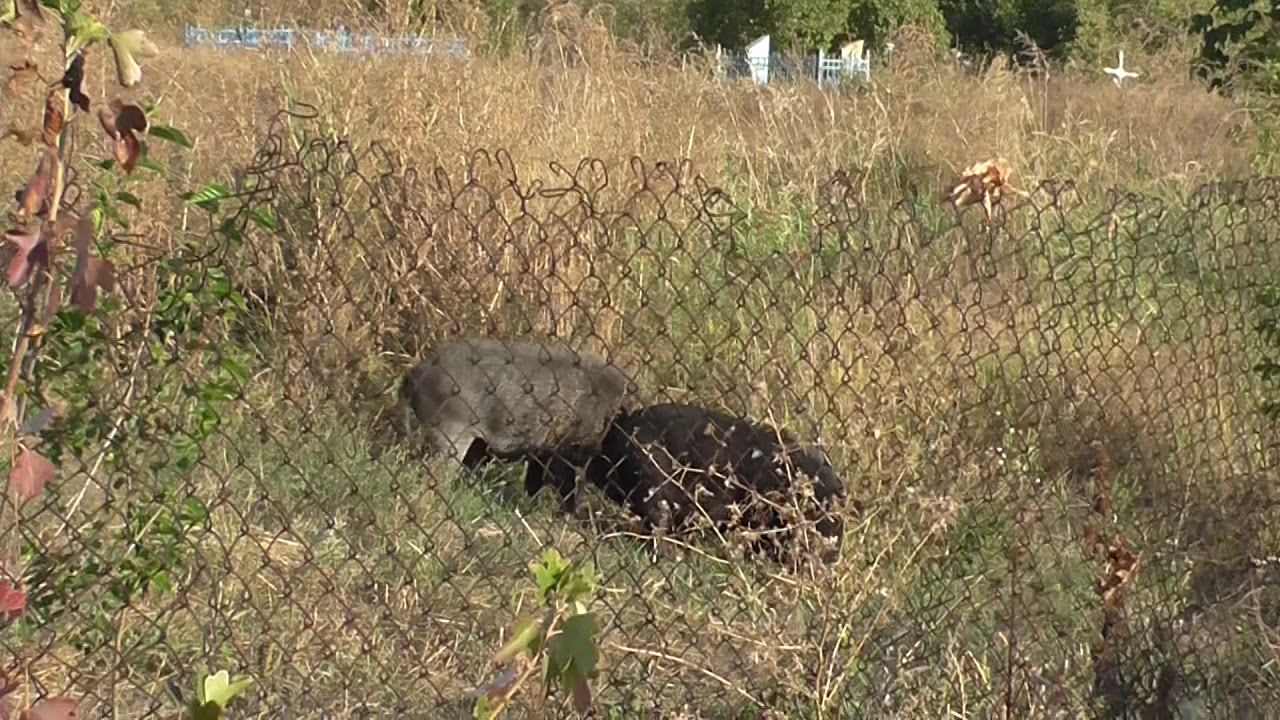 "Наша экосистема. Кабаны - пока в гостях."
