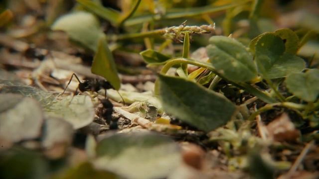 432 Гц Частота любви и счастья. Освобождение от негатива и восстановление.