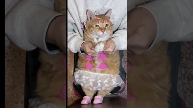 Котёнок 2023, танцы, серия № 62