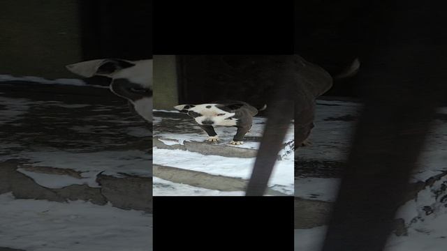 стаффа зимой минус 20 снег