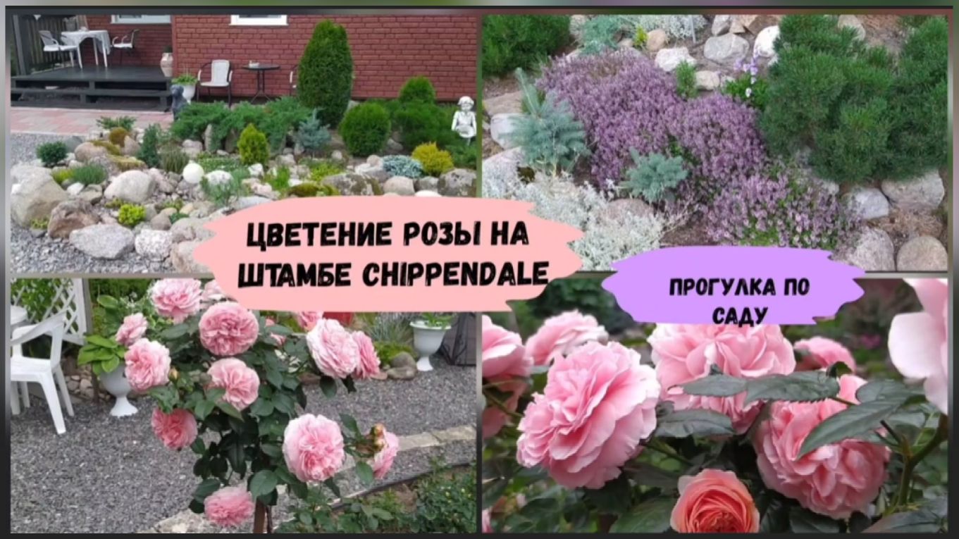 Цветение розы на штамбе Chippendale. Прогулка по саду 
(июль 2022г.)