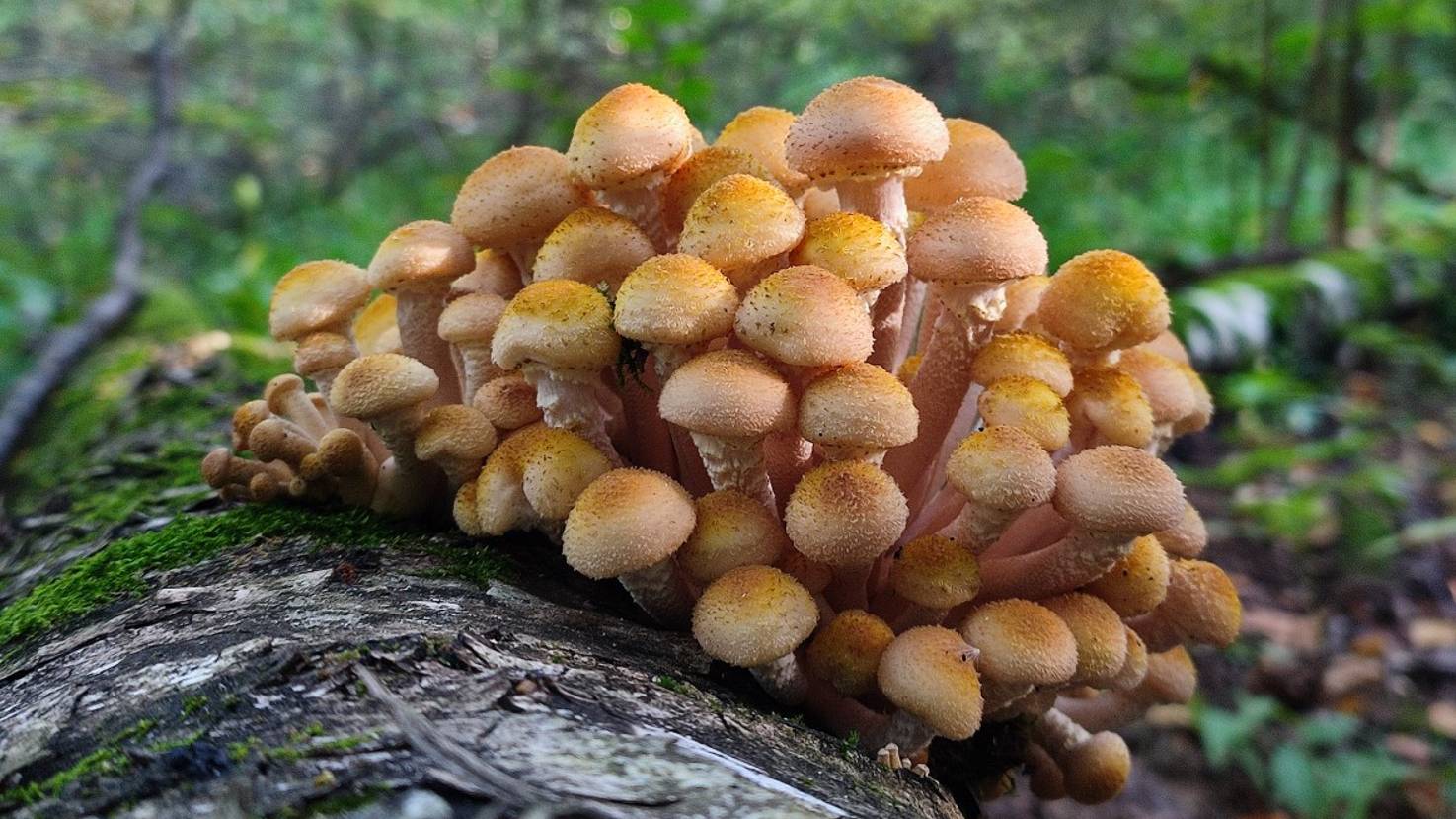 Опята, чернушки и прочие лесные радости. #грибы2024