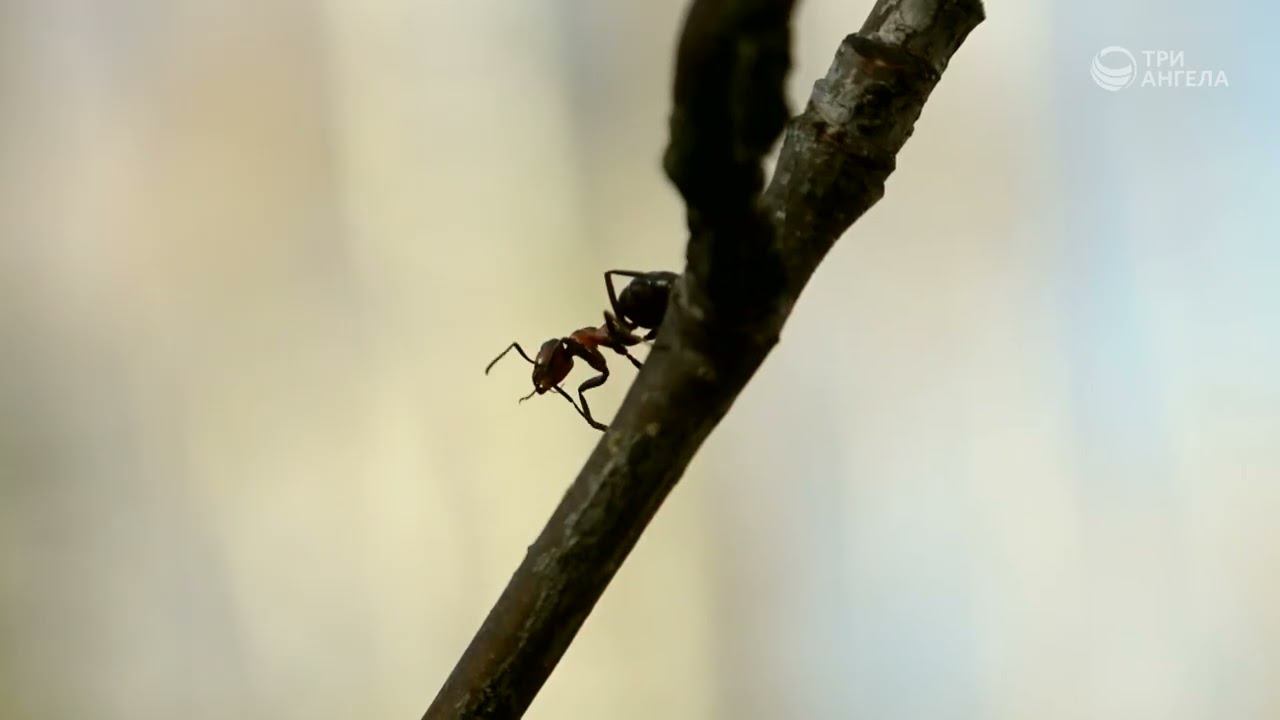 Оттаявшая земля | Библия и природа