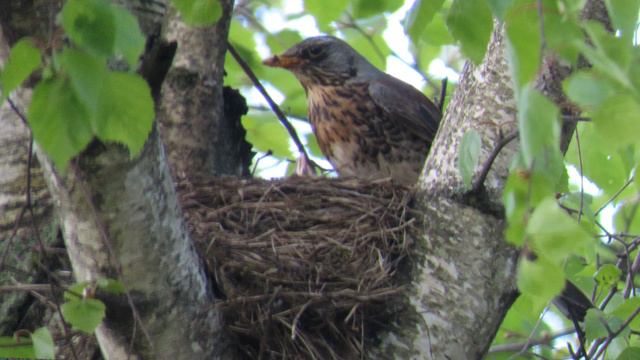 Дрозды уже с птенцами, репортаж #6, 08 мая 2024, Крылатское