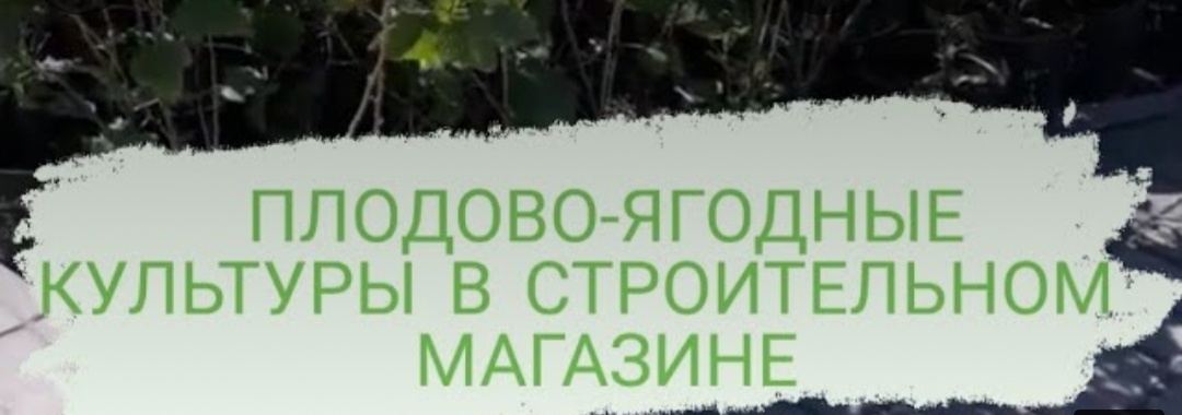 Плодово-ягодные культуры в строительном магазине KSK