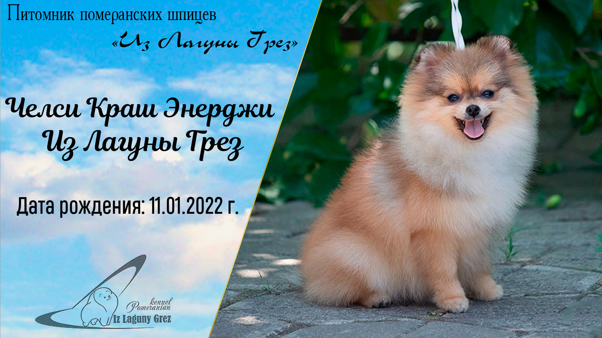 Челси - нехочуха!