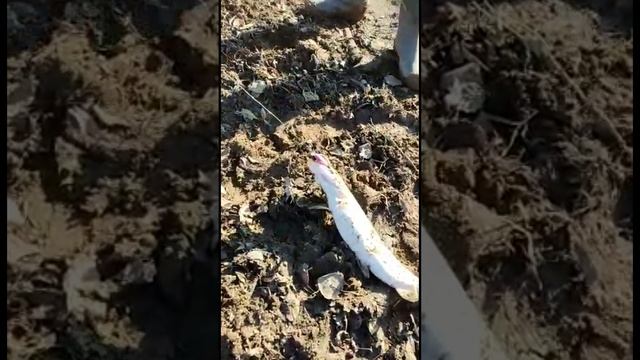 Ловля щуки на воблер 80 мм (13 гр) от Mr. Musurok