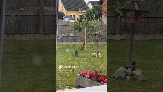 Streit_Перепалка .#nature #wildlife #krhäe#crow#fogel#Elster#streit#humor
