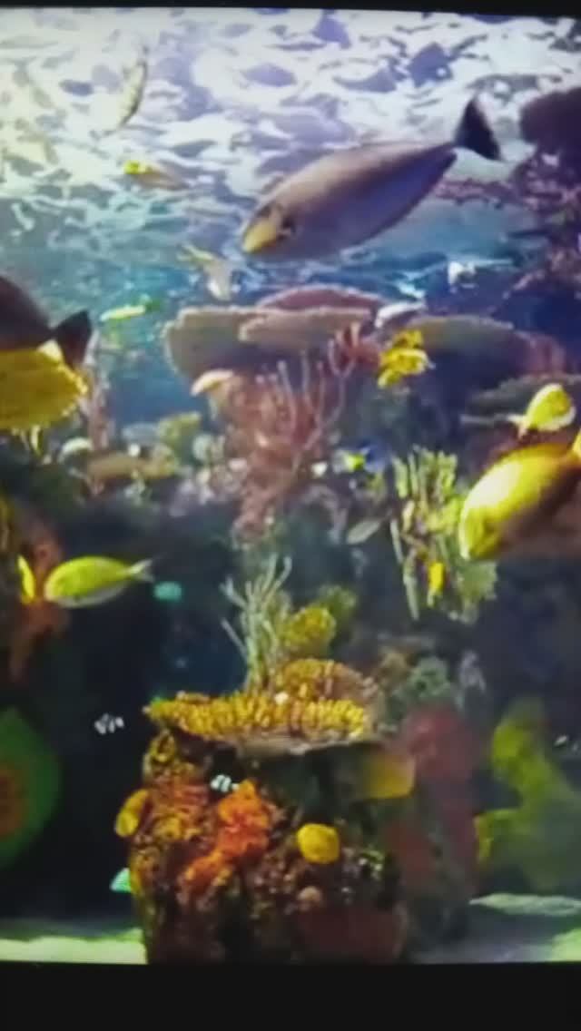 МЕДУЗЫ и АКУЛЫ ??#Shorts