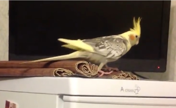 Попугай корелла. Орет, как самка. Продолжаем сомневаться самец или самка