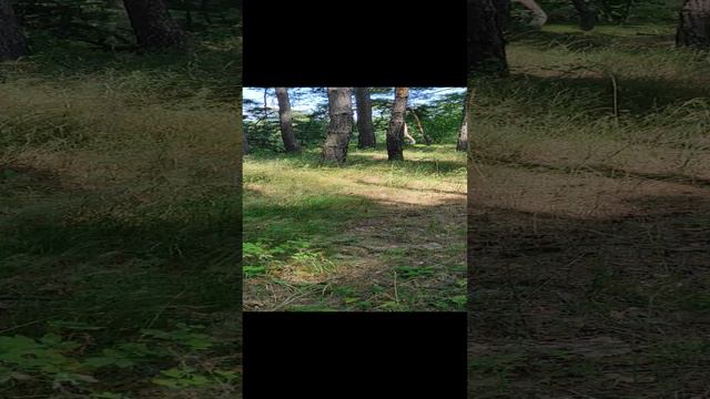 Две мысли в лесу