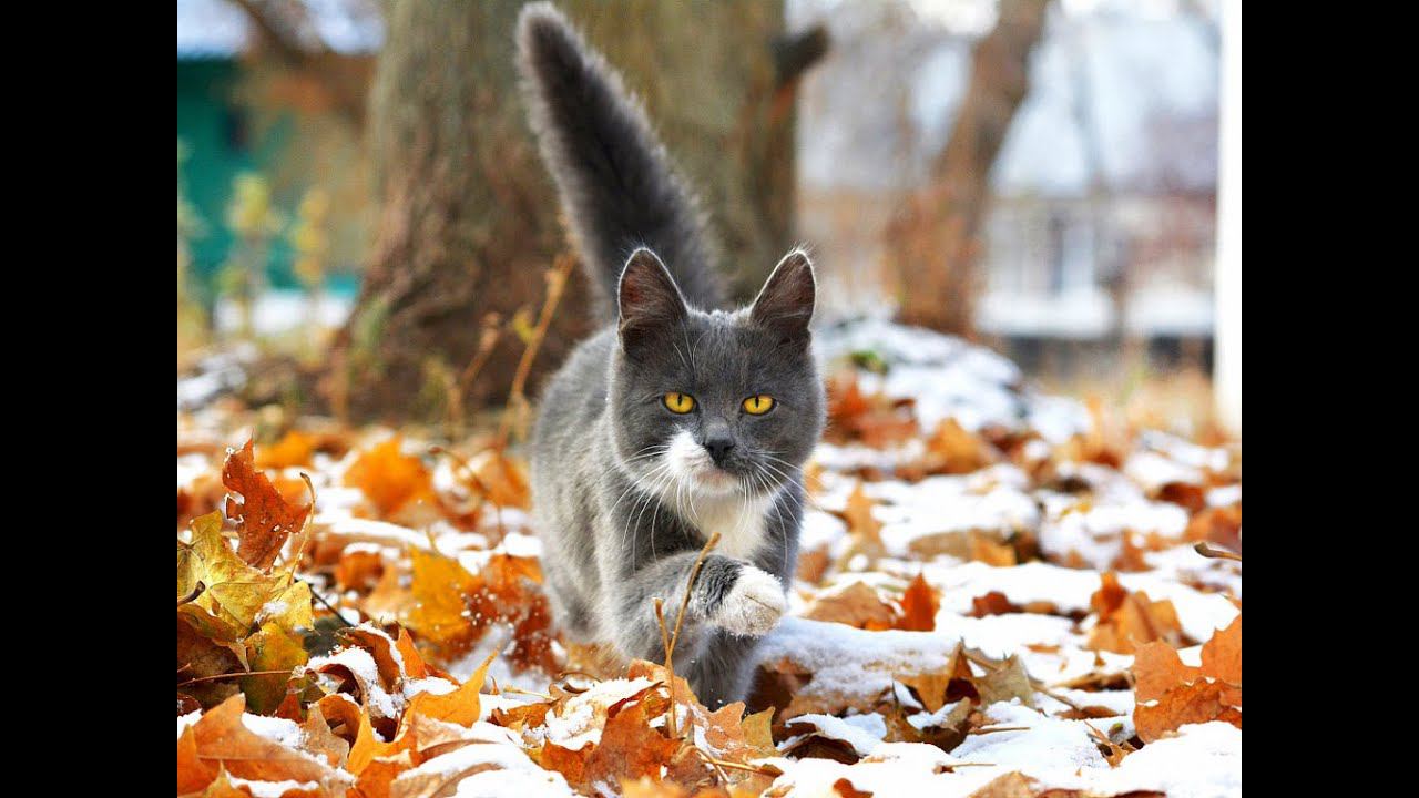 Январь : Предсказания от Маэстро Мажор для всех знаков Зодиака