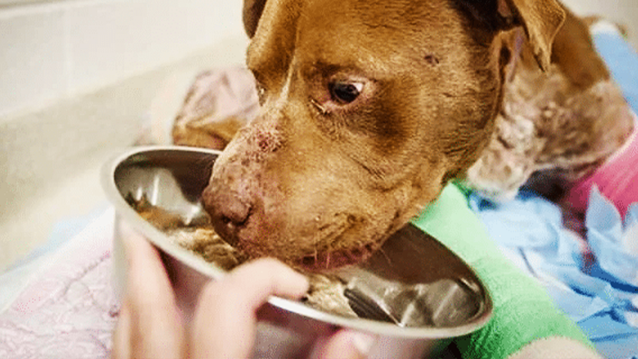 Он лежал в куче мусора в лесу… А тем временем риелтор случайно свернула не туда!