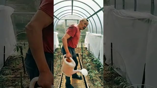 НЕПРАВИЛЬНАЯ ВИАГРА.