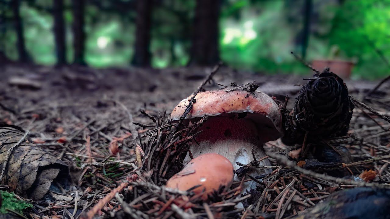 ТРЮФЕЛЬ В ПОДМОСКОВЬЕ? Легко! Лисички ГИГАНТЫ и первые белые грибы!