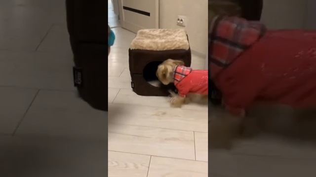 Братья наши меньшие.mp4