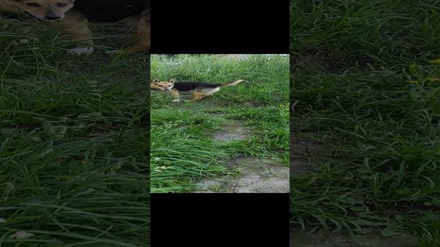 Цыганок пришел в гости