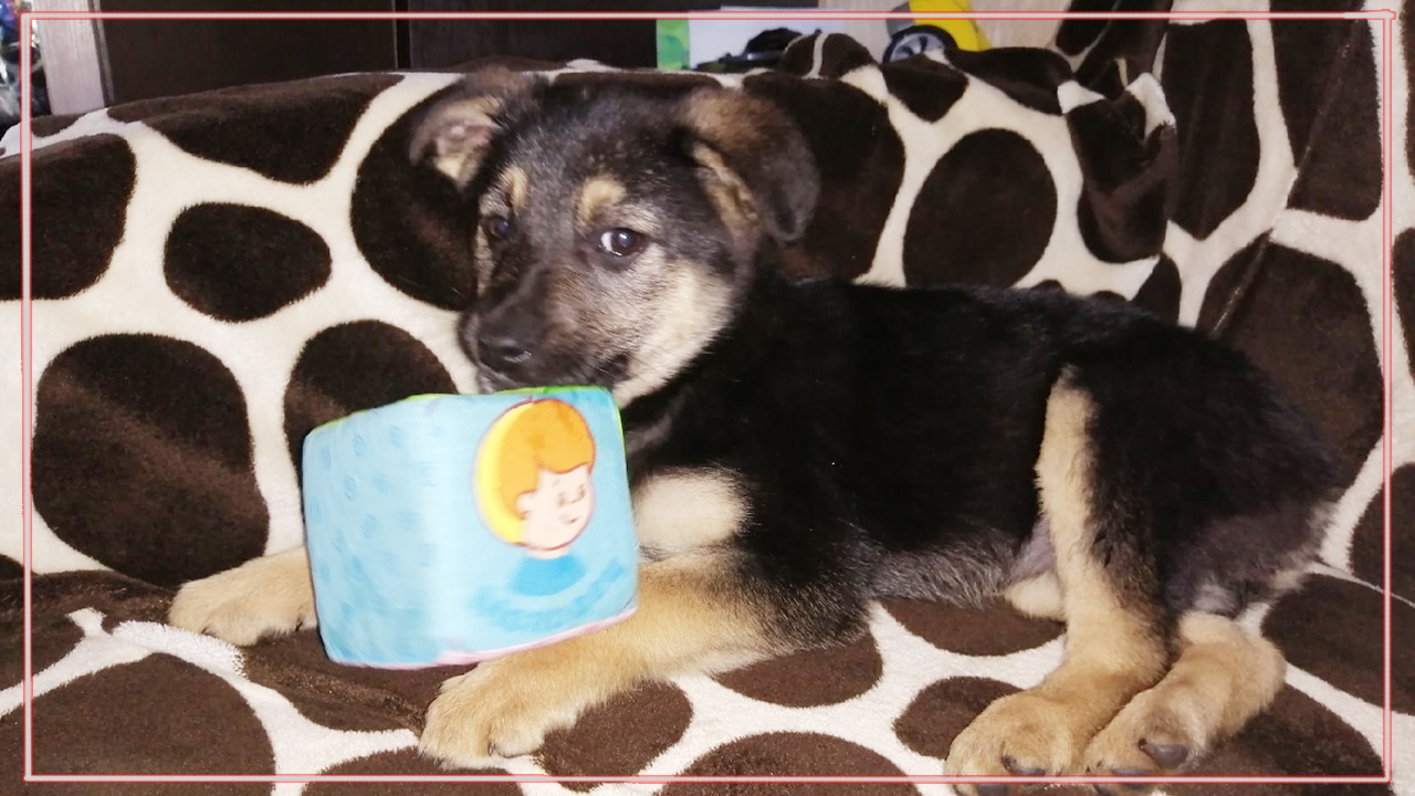 “Возьму домой, чтобы просто накормить!” – думала девушка, встретив бездомного щенка на улице…