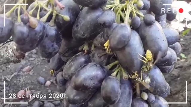 Полосатые штурмовики на винограде