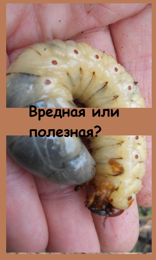 Чем ВРЕДЯТ БЕЛЫЕ ЛИЧИНКИ ИЗ КОМПОСТА или навоза?
#дача #огород #garden #цветы #сад