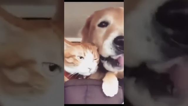 funny cats 15 #shorts