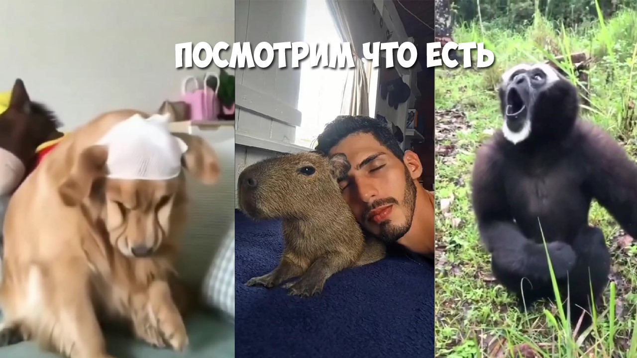 Лучшие приколы и смешные видео. Люди, детки и животные