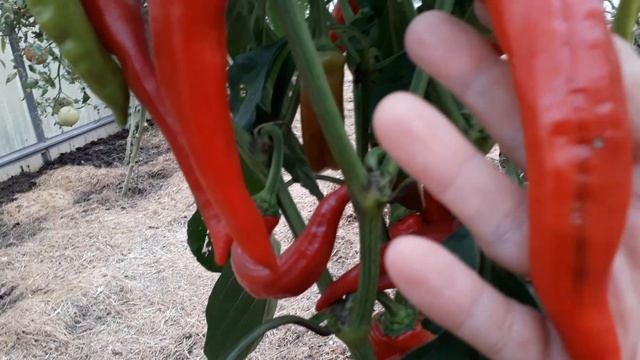 Огненный флажок - отличный сорт острого перца