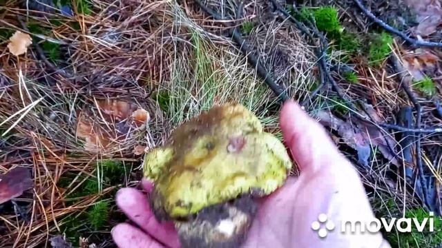 ❗27.11.2022 г. Курская область. Продолжаем собирать грибы❗