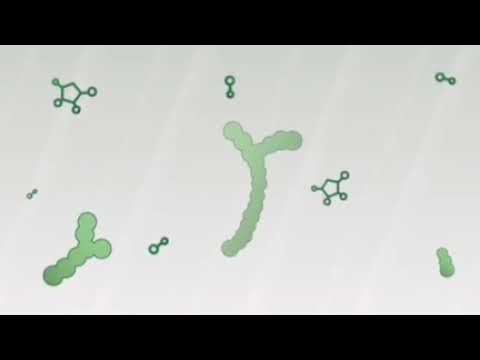 Польза пребиотиков наглядно