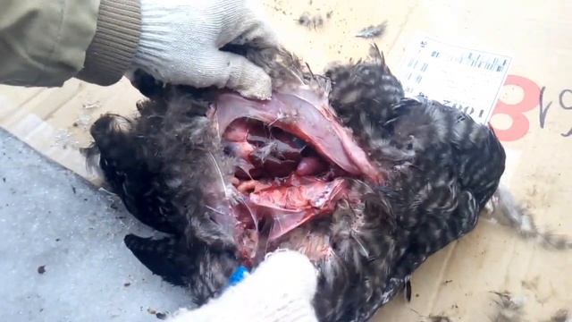 причина смерти. (720p).mp4