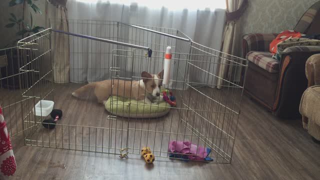 Лаврик. В гостях на даче.  2016 г #корги #щенок #вольер