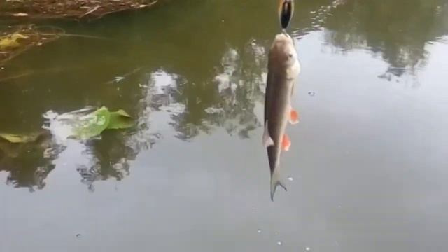 Ловля Щуки и Голавля на Реке _ Спиннинговая Ловля.