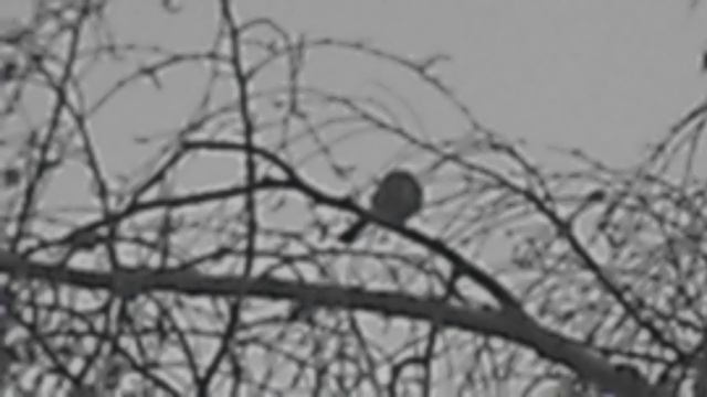 Большая синица 5534534 DSCN4930