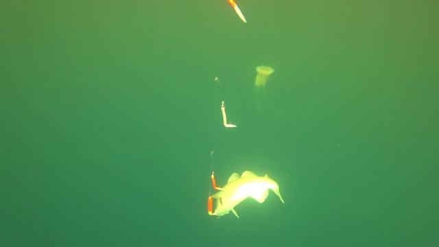 NWK17 - Рыбалка на Лофотенах (отпуск с командой FizioCentr)