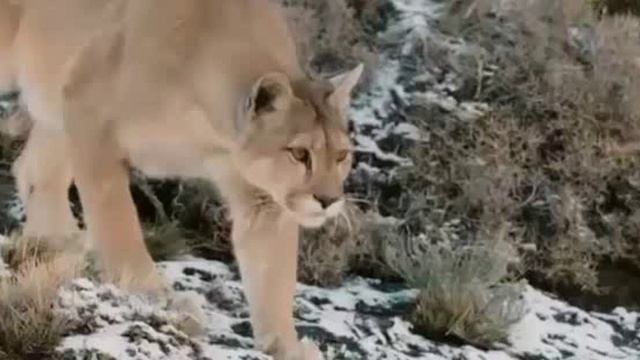 Вот это голос! Продолжение 1. Вера Аксенова!2024!