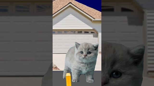 Недели котёнок Shorts (13)